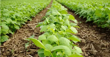 Bean Farming Program (Farming Guide) - Agropests