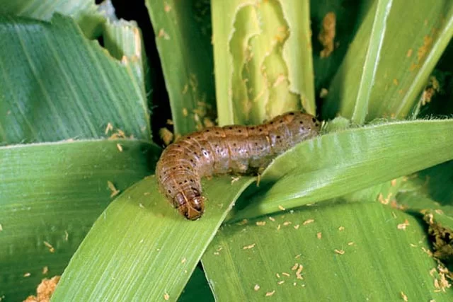 Fall Army Worm Control - Agropests