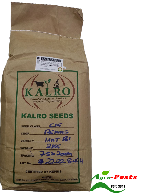 Kalro Yellow Beans KAT B1 2Kg - Agropests